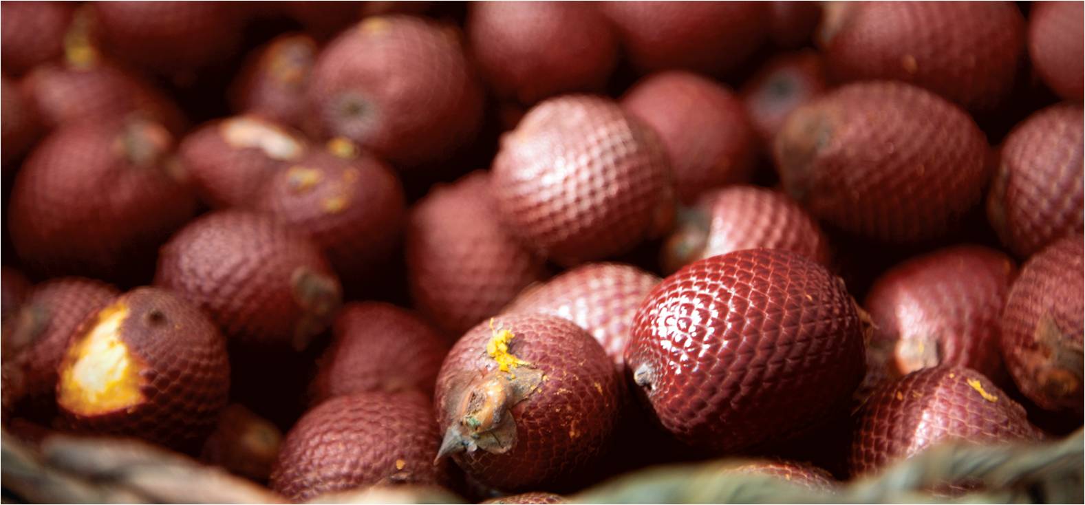 Buriti e seus Benefícios - O Poder dos Alimentos