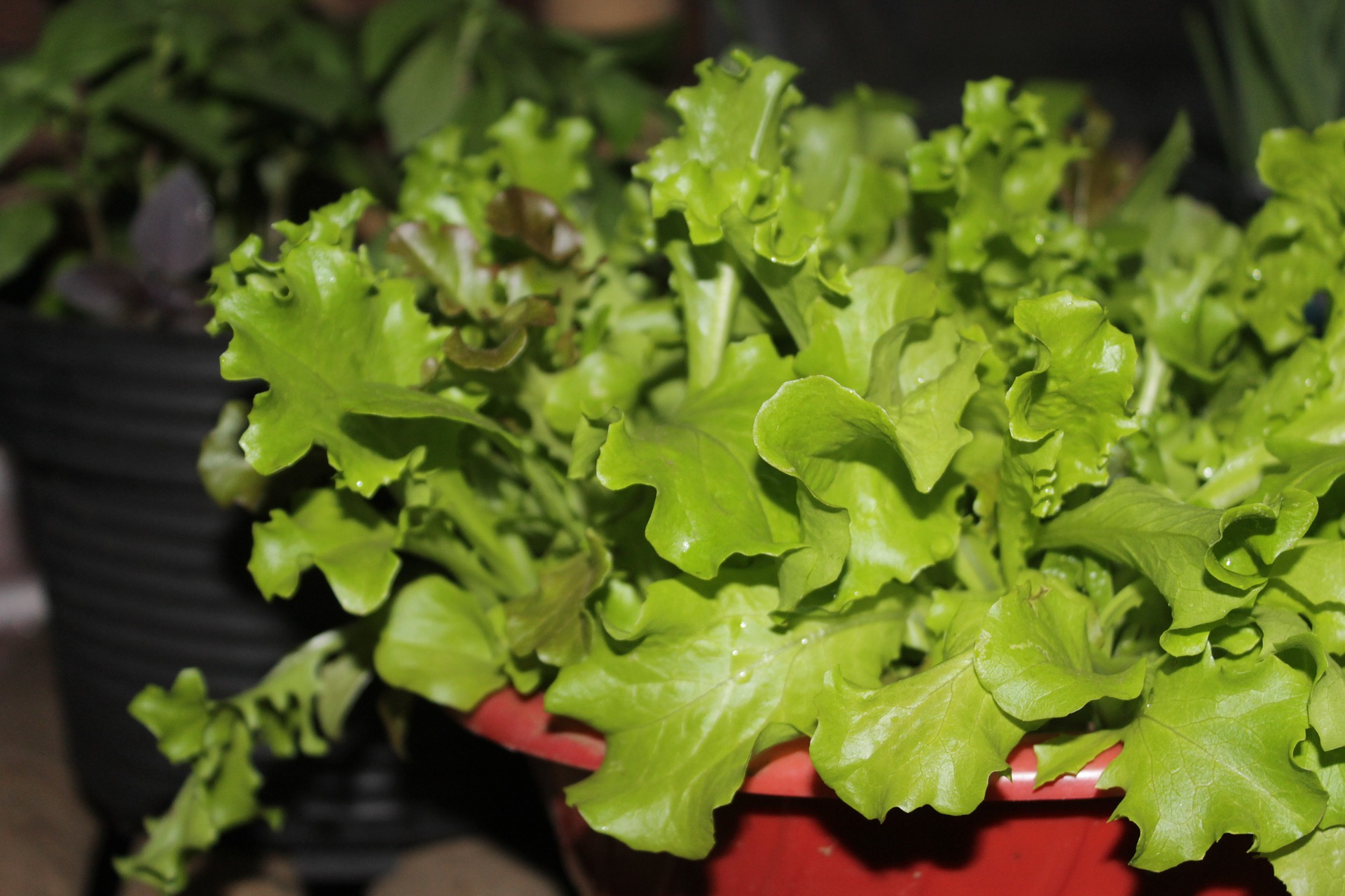 O Poder do Alface – O Poder dos Alimentos